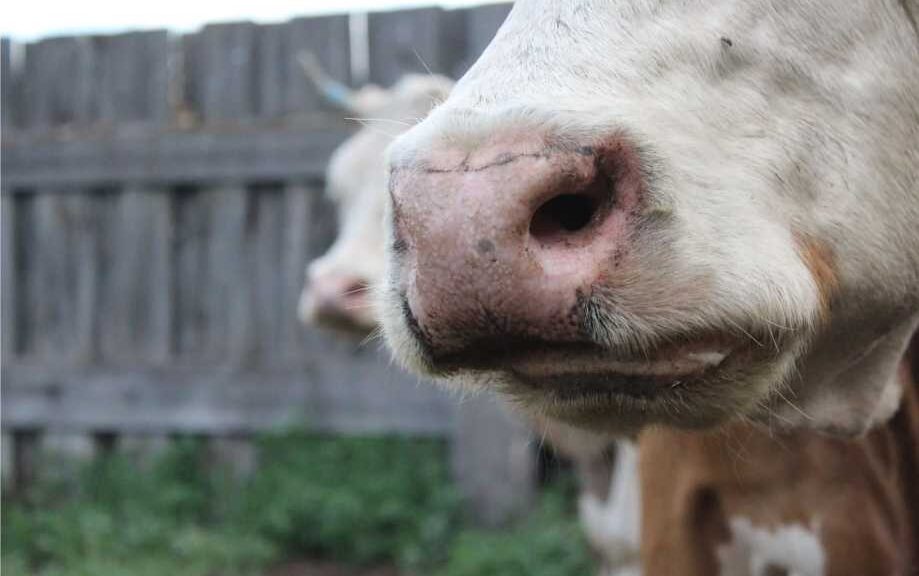 Urgent Measures Needed to Stop Foot-and-Mouth Disease in Eastern Cape ...