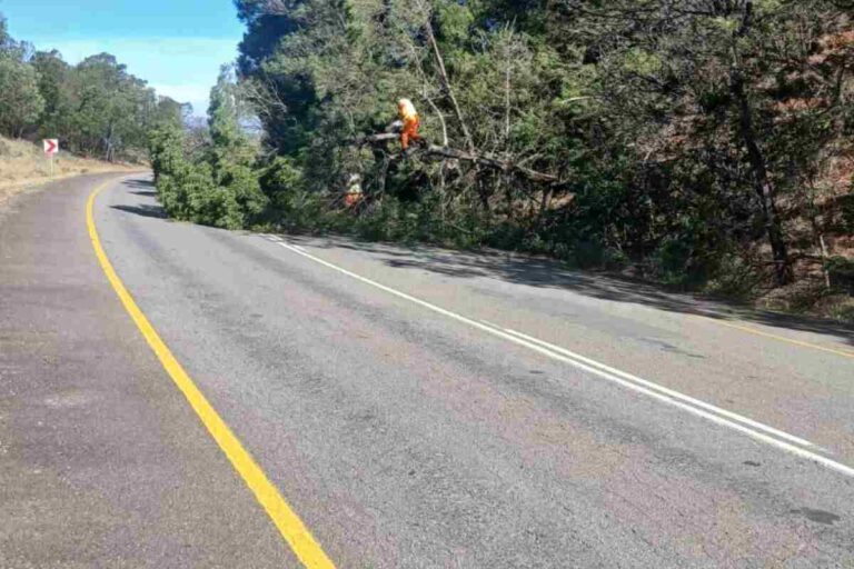 Fallen Trees Create Hazard on R58 Near Engcobo - Komani News